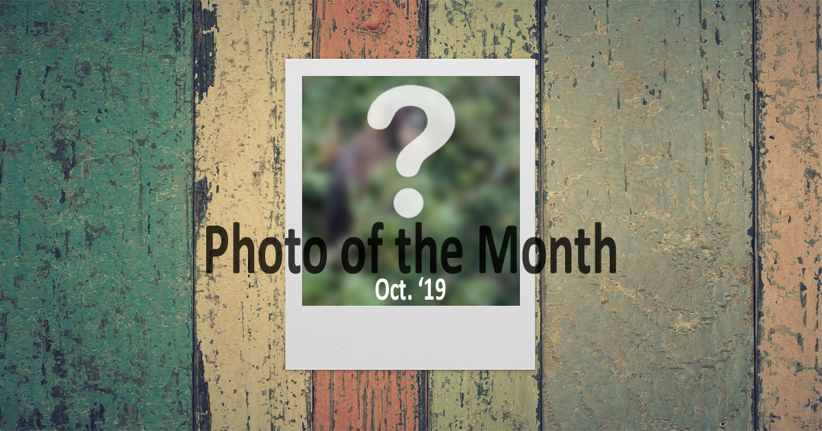 Photo of the Month - October 2019 - Photographer's Freedom
