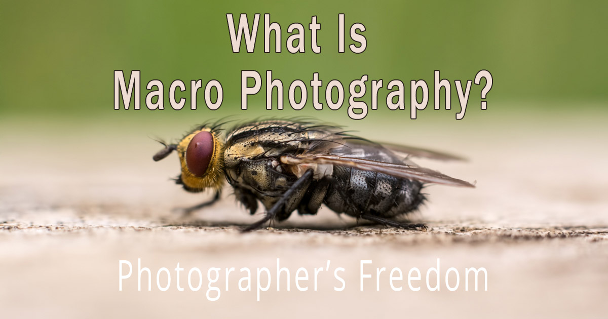 What Is Macro Photography? - We Take A Close Look|Photographer's Freedom